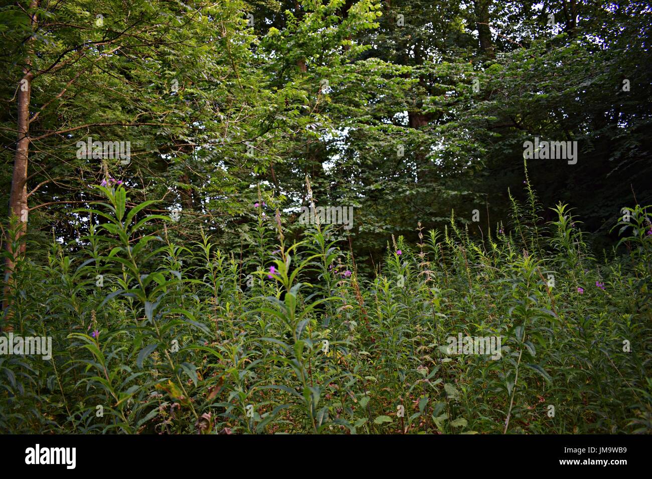 random pictures of nature in the woods Stock Photo - Alamy