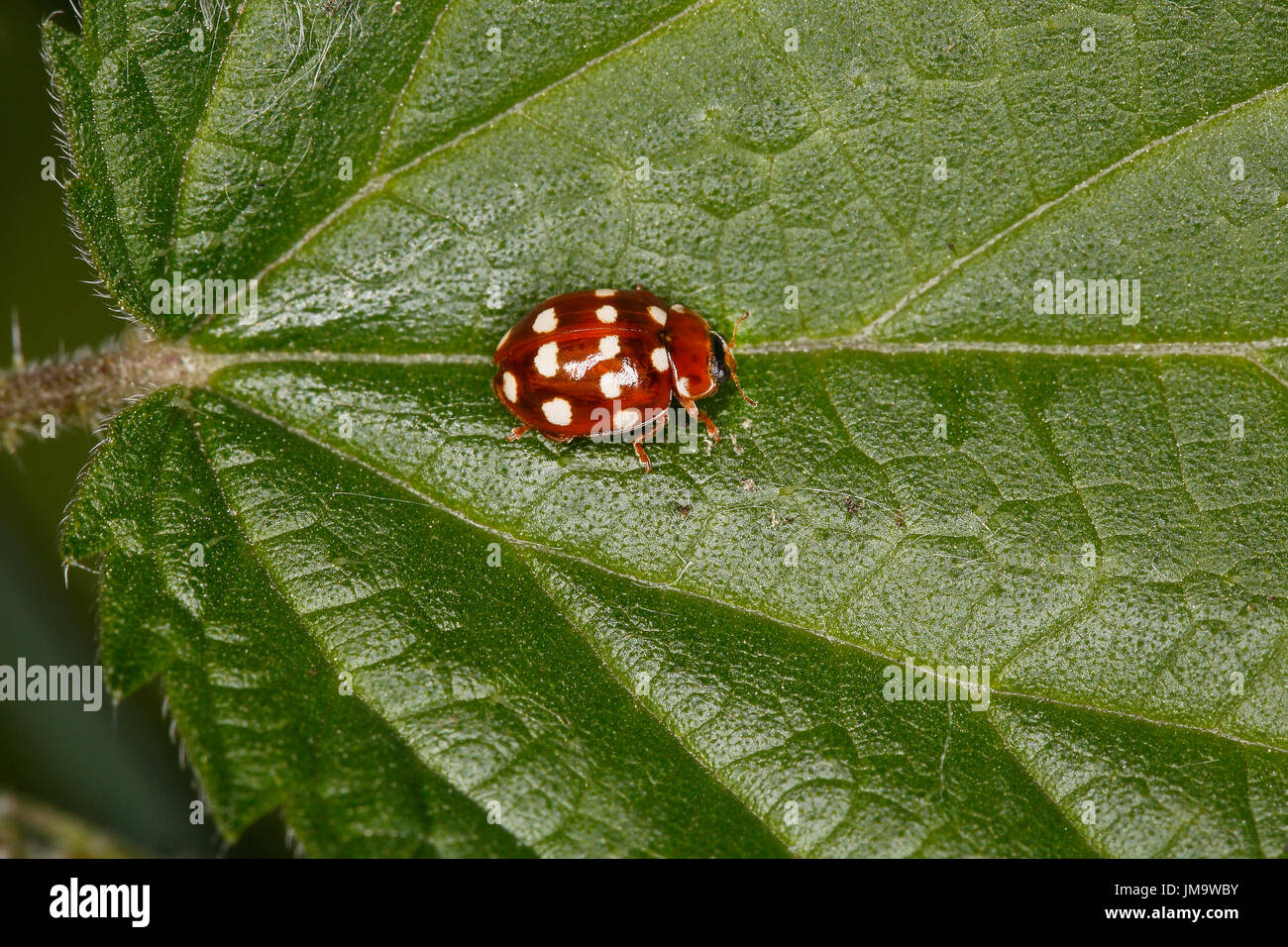 Ladybird cream spot uk hi-res stock photography and images - Alamy