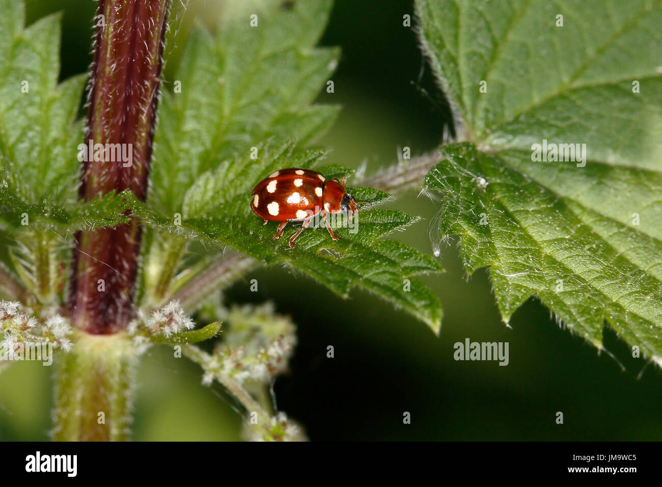 Cream-spot Ladybird (Calvia quattuordecimguttata) on Nettle (Urtica ...