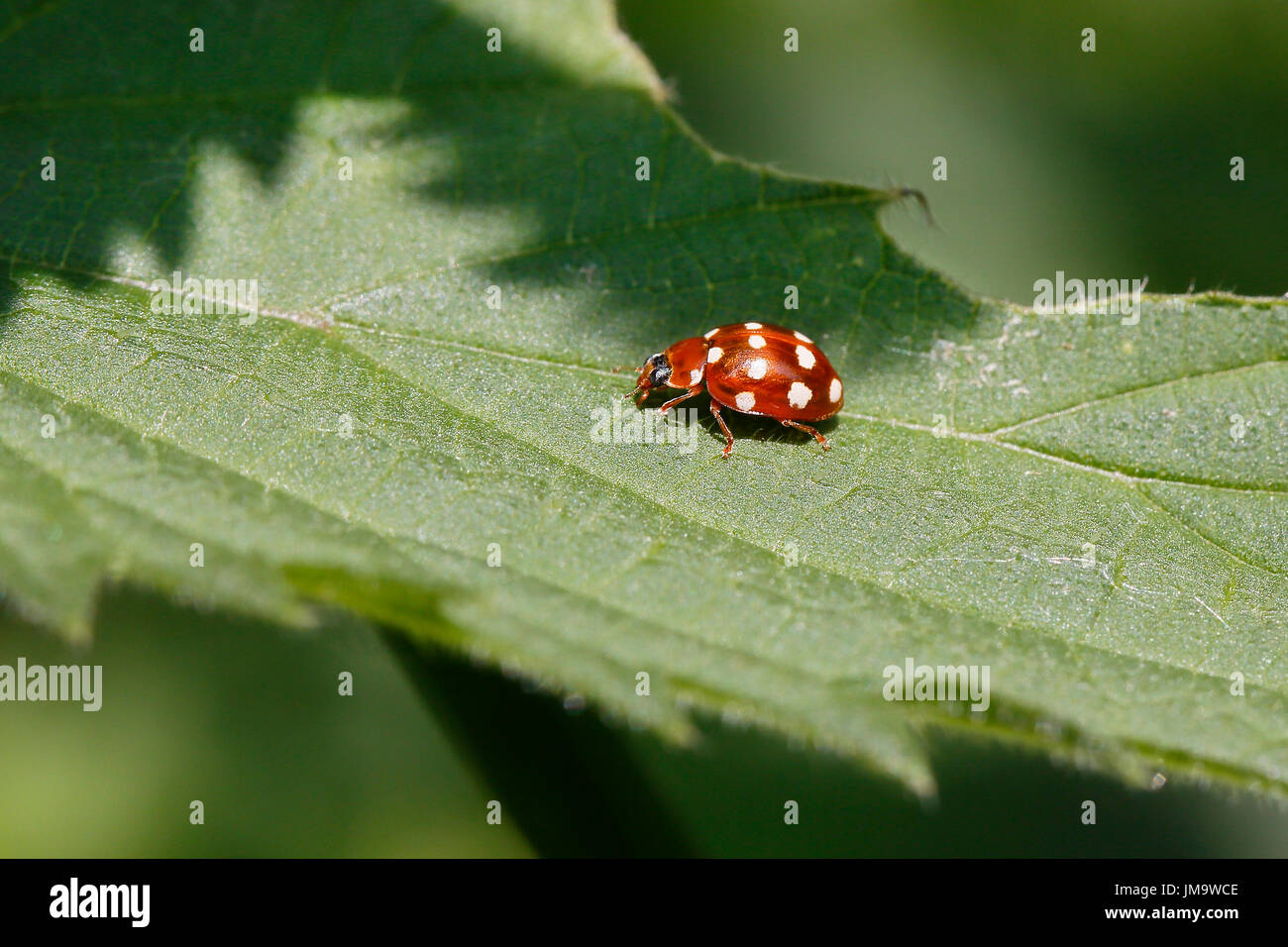 Cream spot ladybird hi-res stock photography and images - Alamy