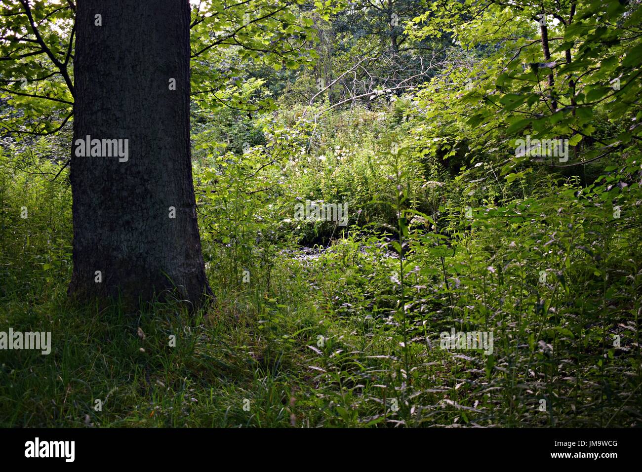 random pictures of nature in the woods Stock Photo - Alamy