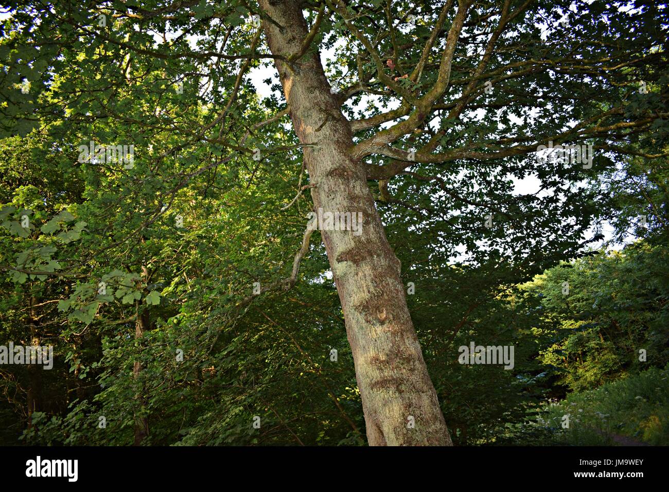 random pictures of nature in the woods Stock Photo - Alamy