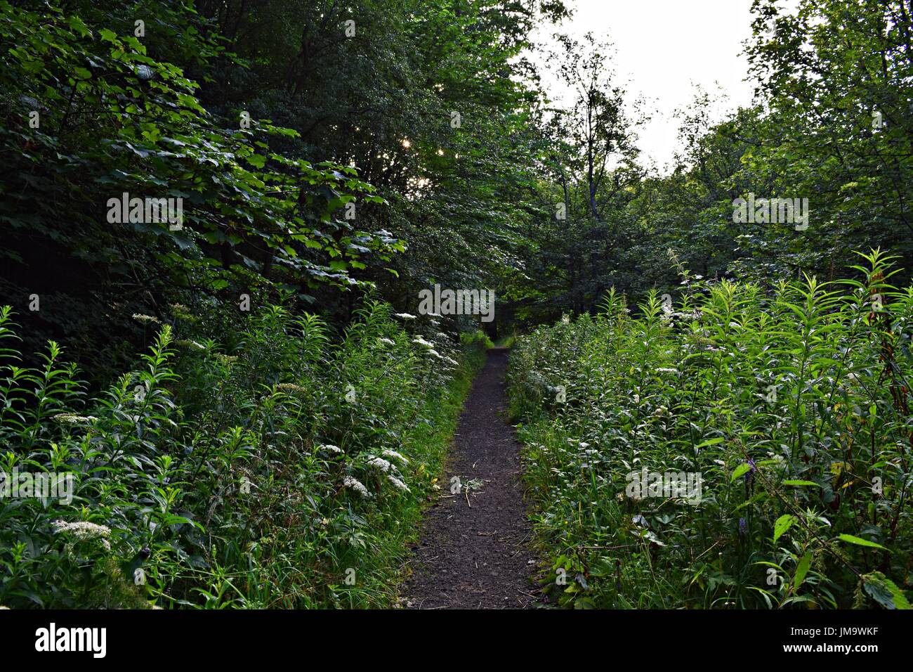 random pictures of nature in the woods Stock Photo - Alamy