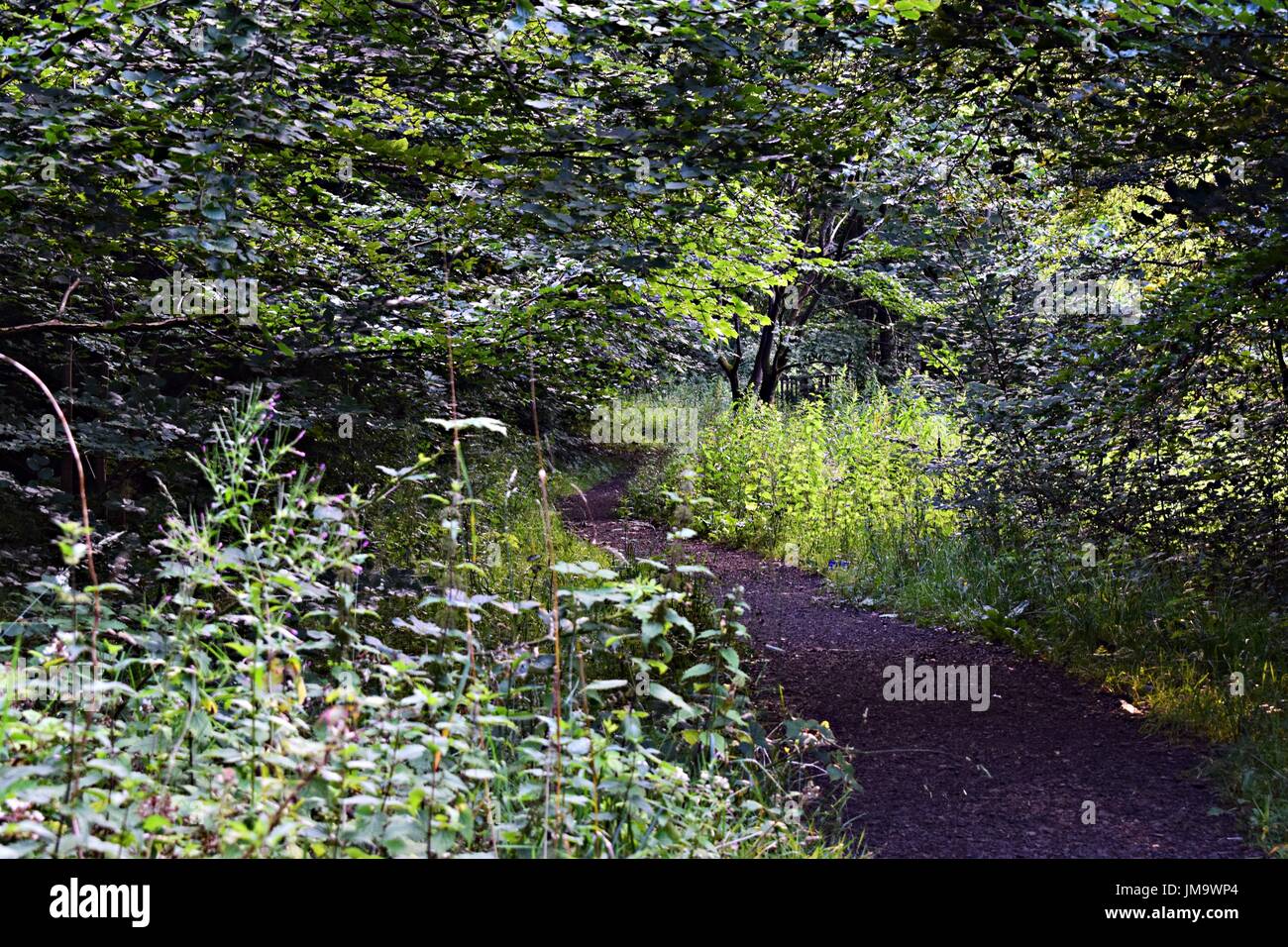 random pictures of nature in the woods Stock Photo - Alamy