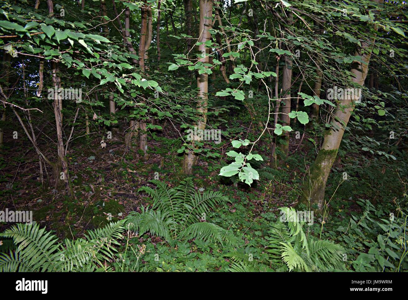 random pictures of nature in the woods Stock Photo - Alamy