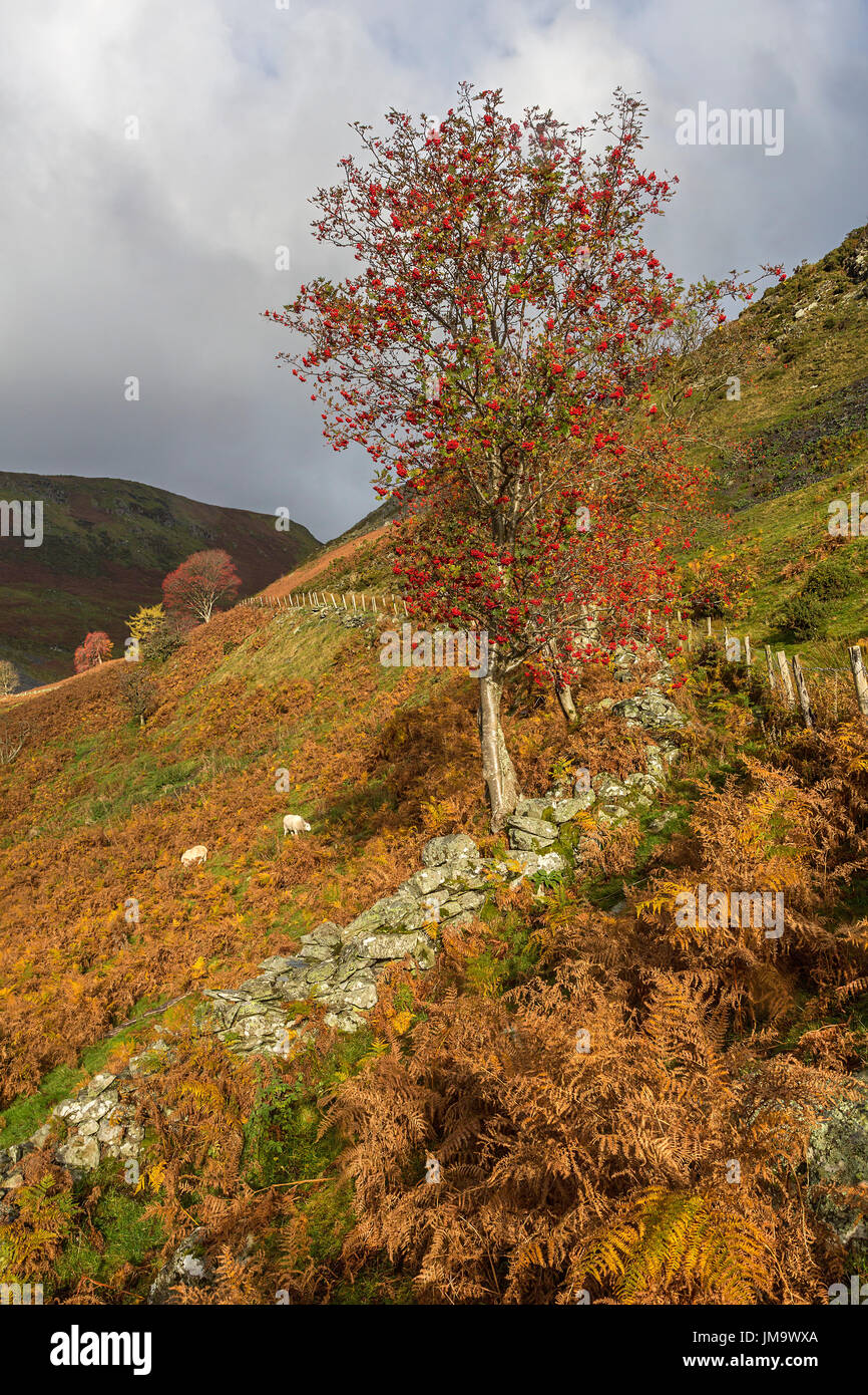 Rowan Tree (Sorbus aucuparia) with berries in Autumn on path to Moel ...