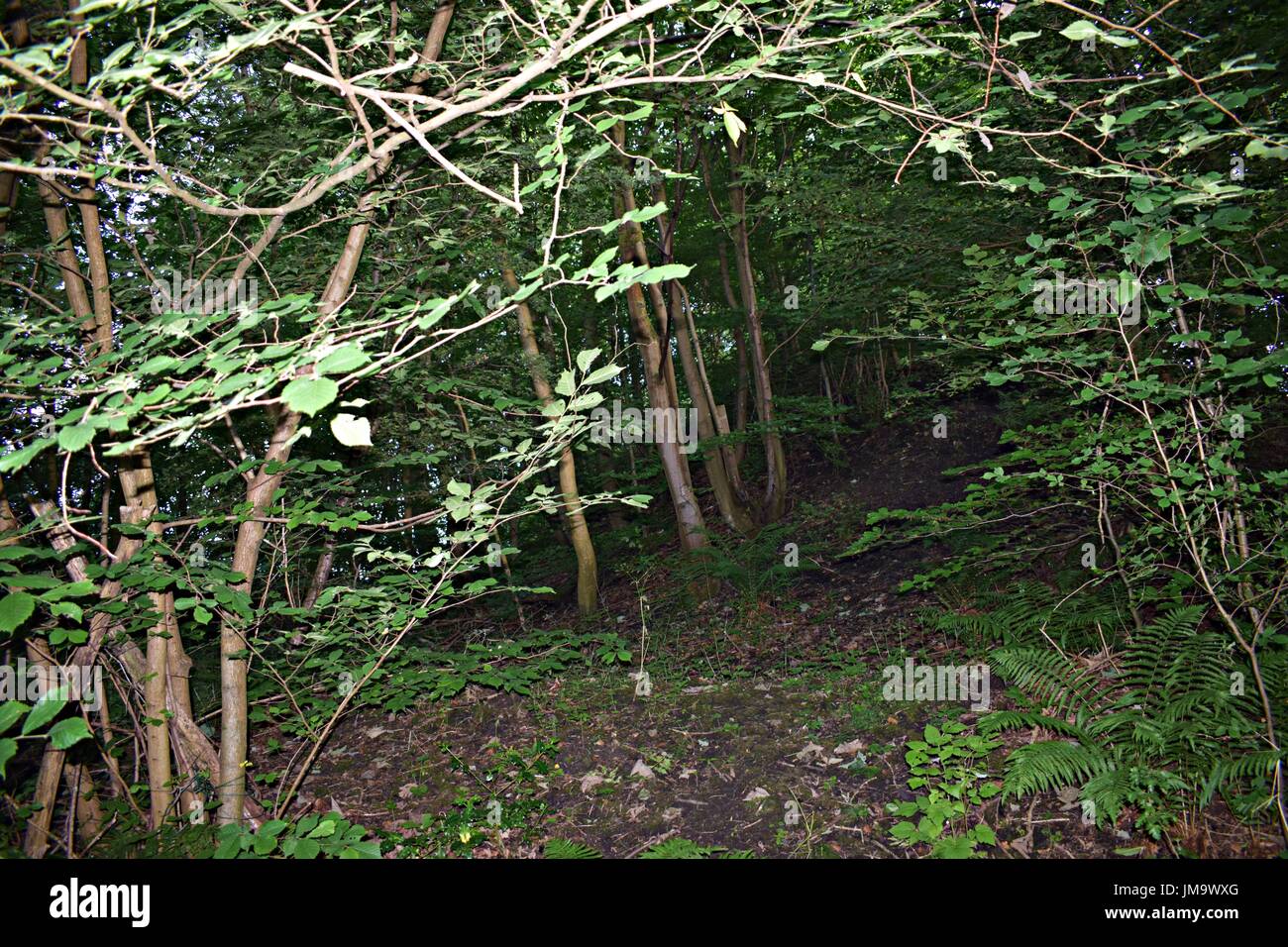 random pictures of nature in the woods Stock Photo - Alamy