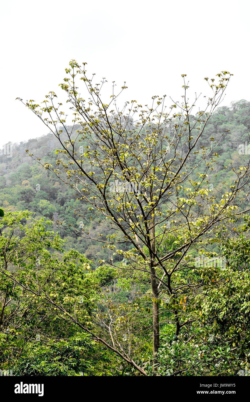 Tree trees africa shine hi-res stock photography and images - Alamy