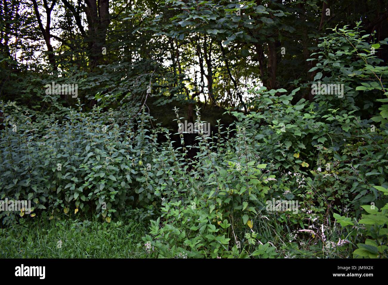 random pictures of nature in the woods Stock Photo - Alamy