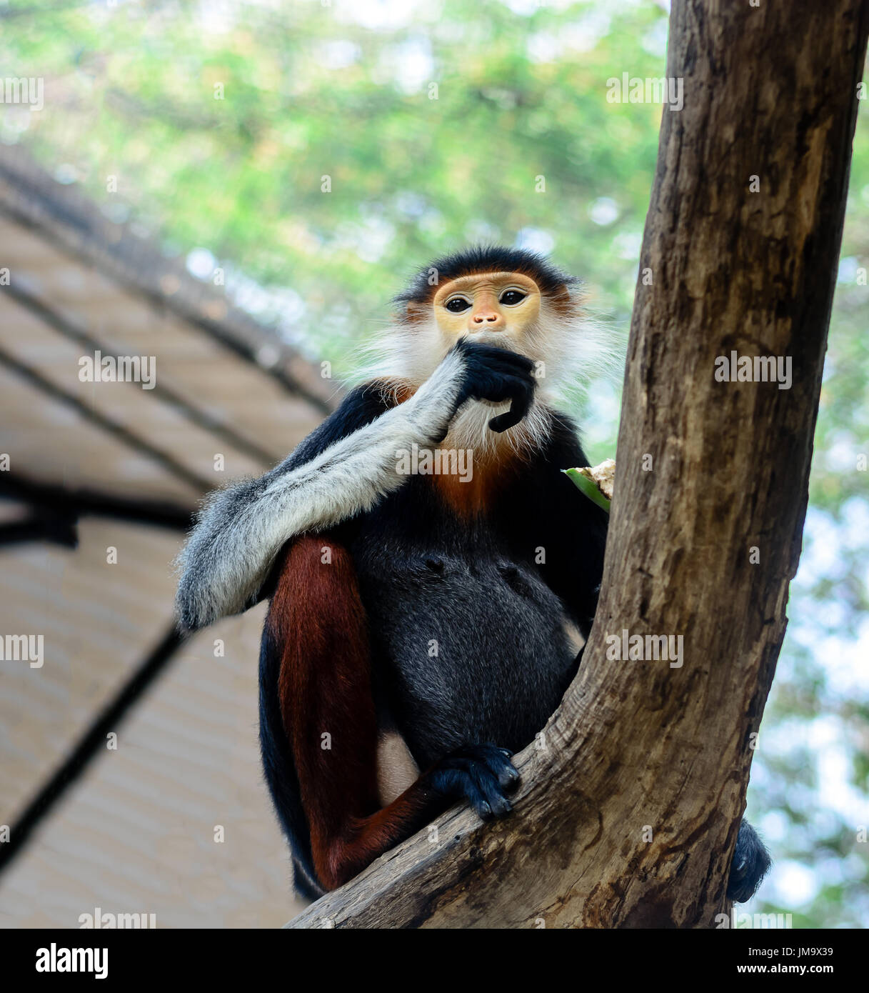 Red-shanked Douc Langur or Pygathrix nemaeus Stock Photo - Alamy