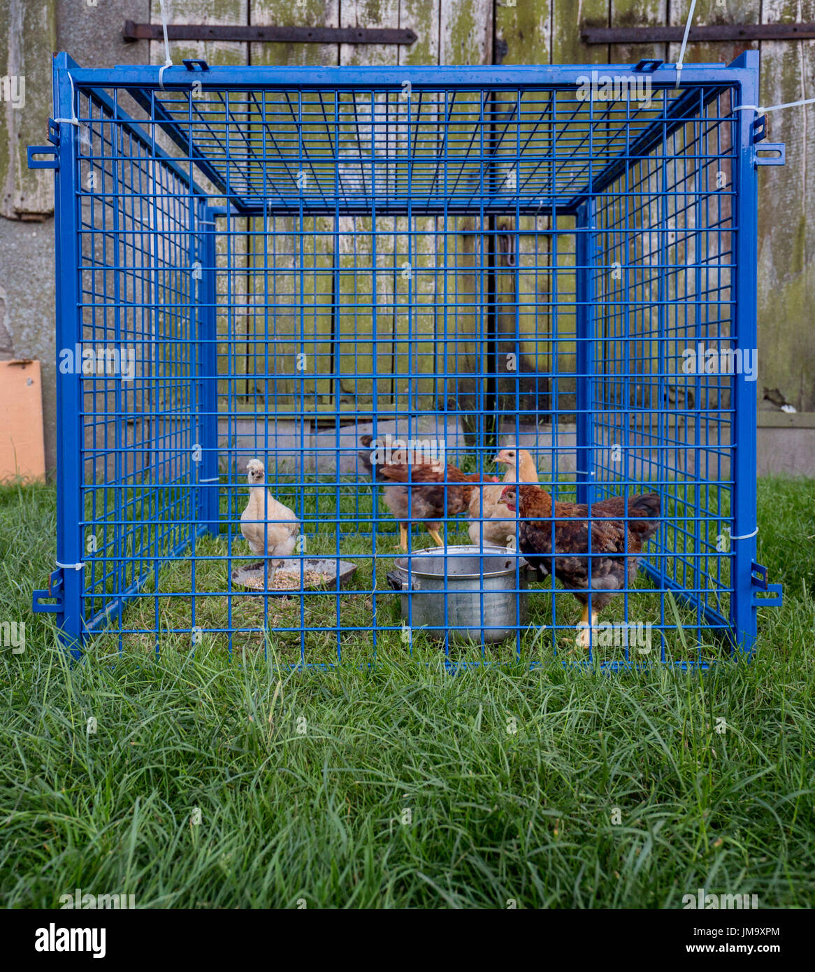 Hen cage hi-res stock photography and images - Alamy