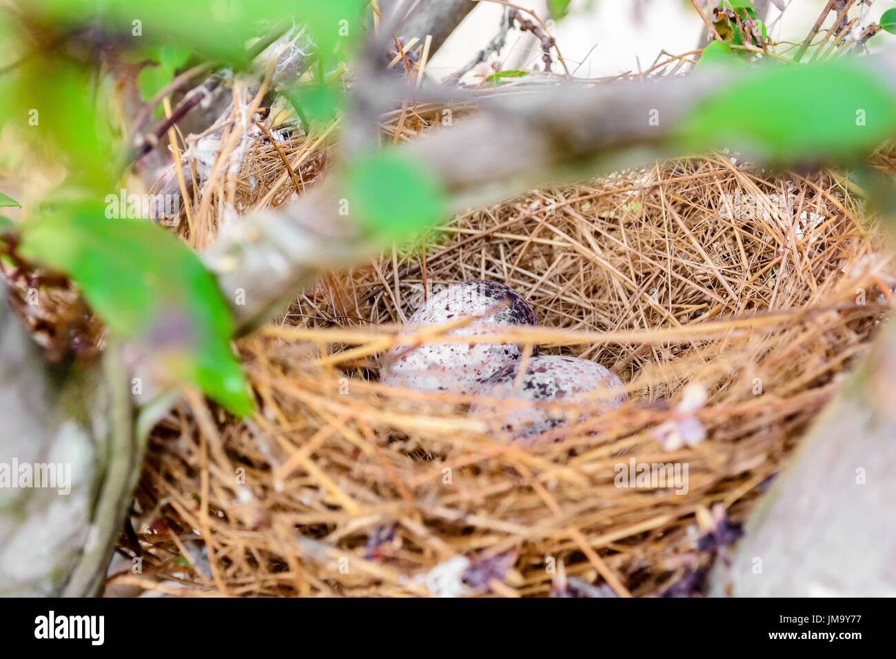 Bird nest on tree branch with two eggs inside Stock Photo - Alamy