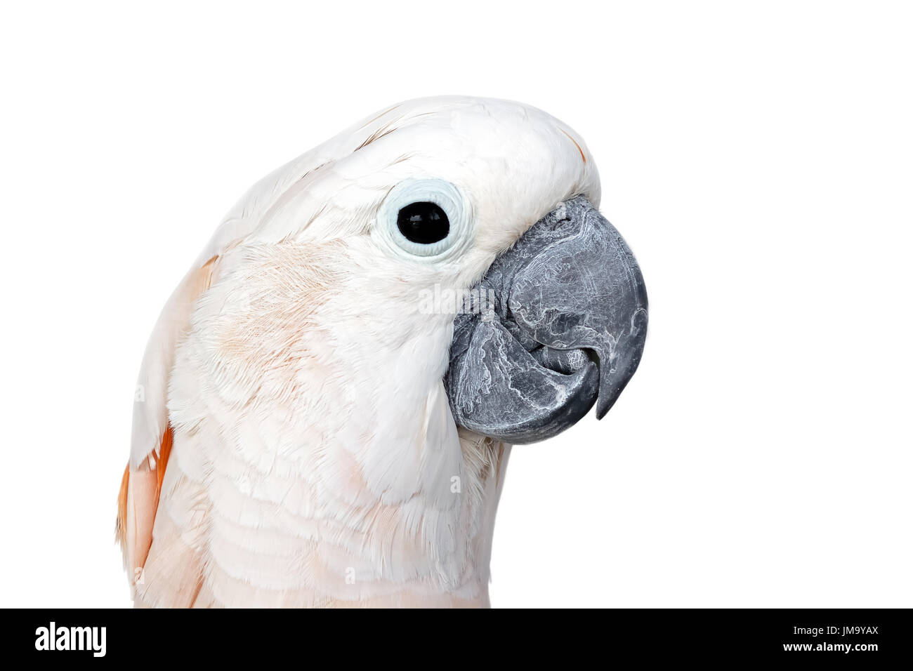 Beautiful white parrot ara. Isolated on white background with copy ...