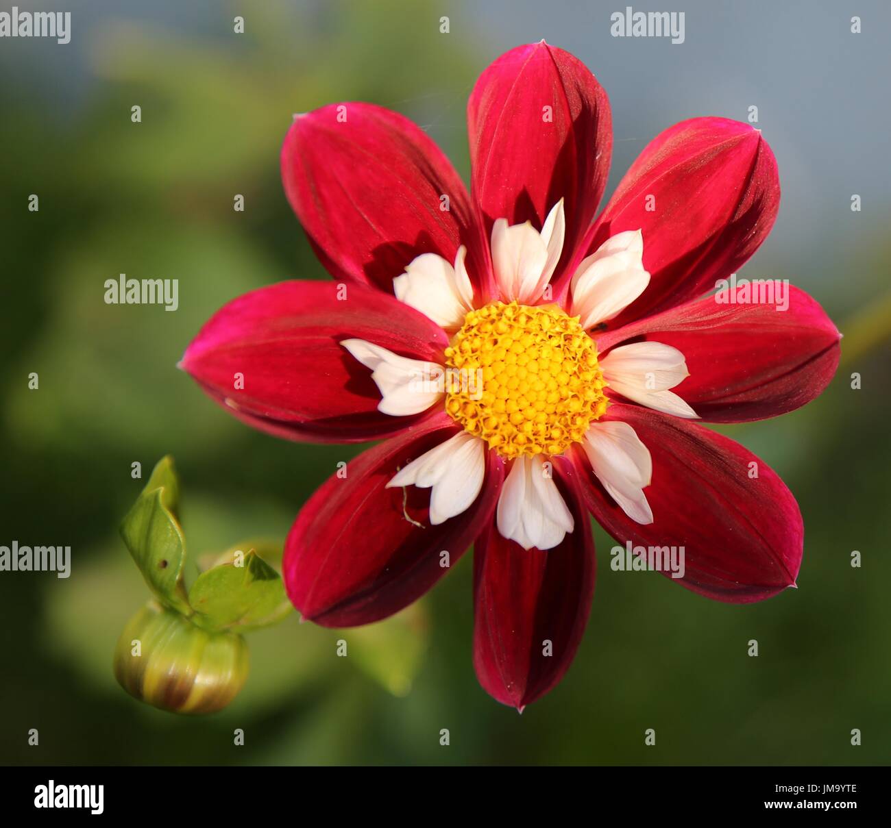 Flowers and buds Stock Photo - Alamy