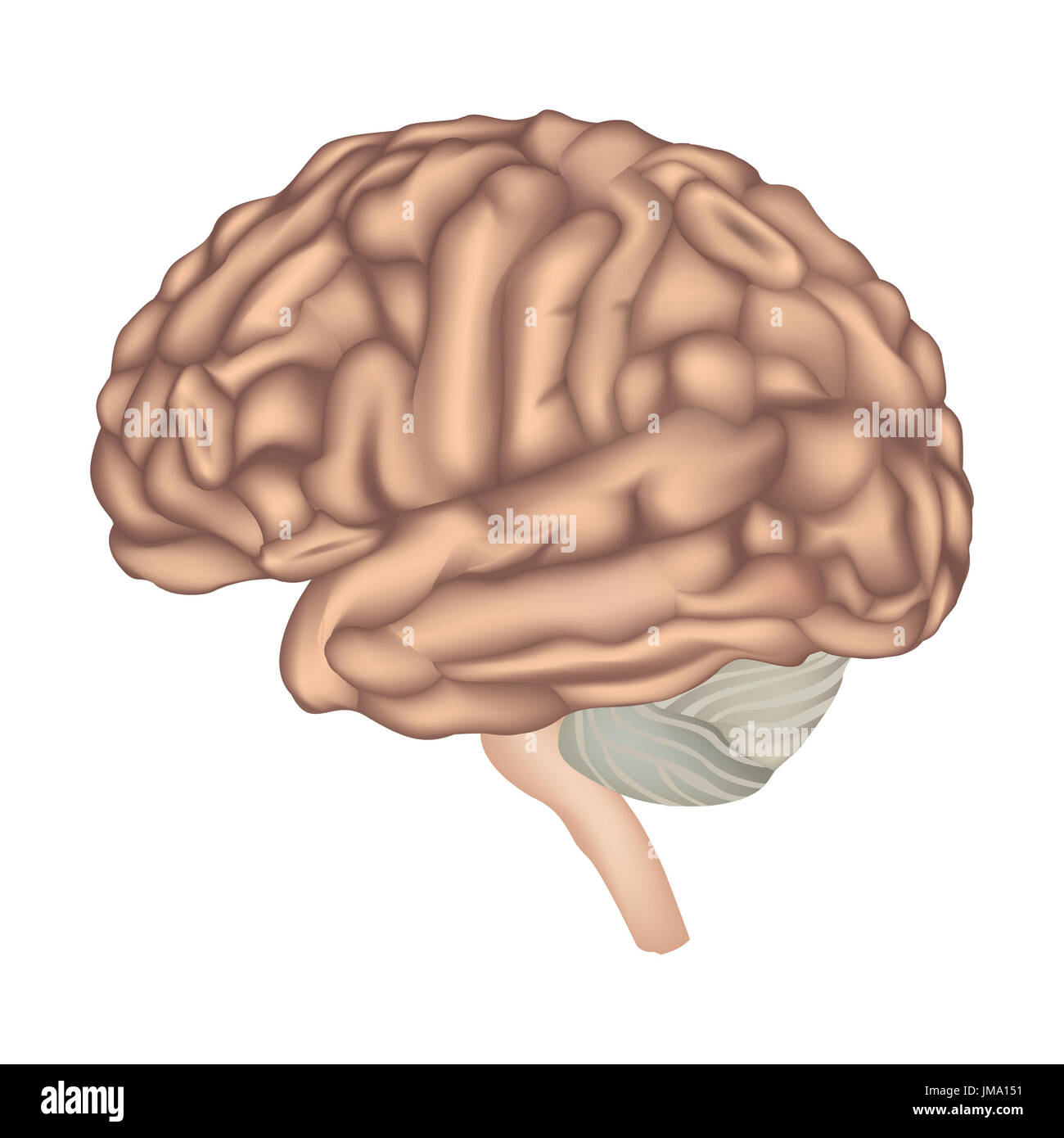 Brain anatomy. Human brain lateral view. Illustration isolated on white ...