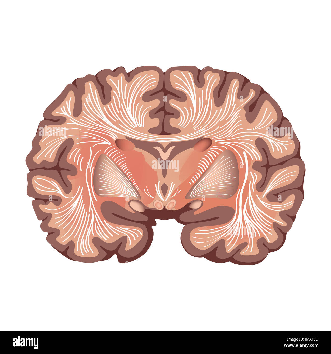 Basal ganglia hi-res stock photography and images - Alamy