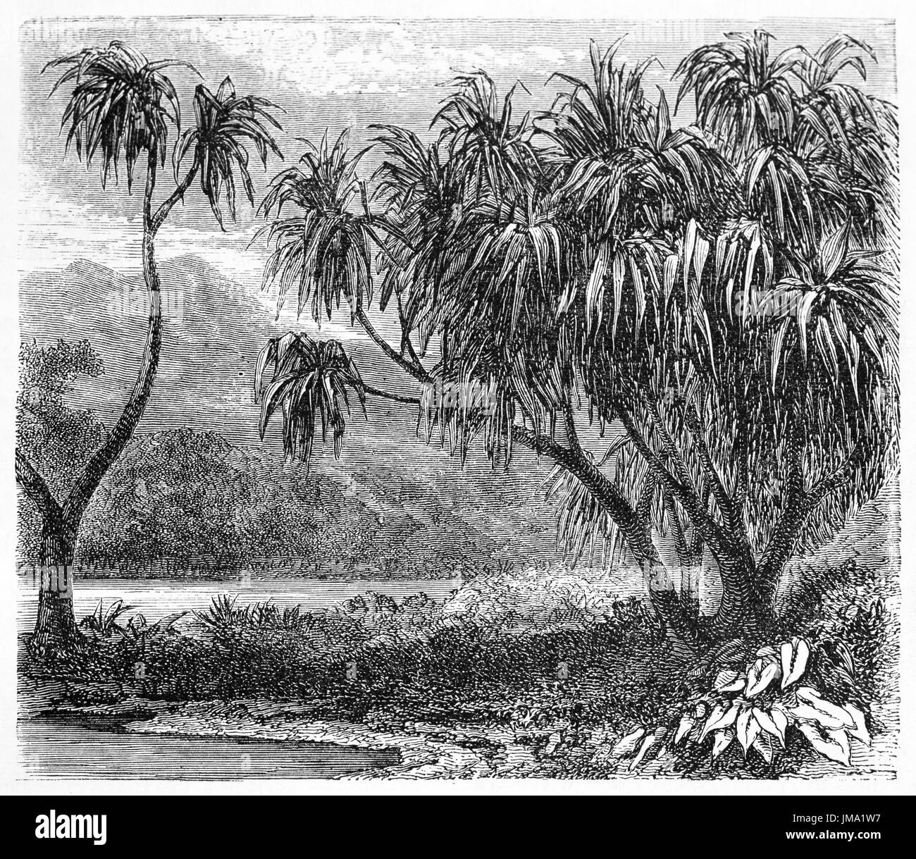 Old illustration of Common screwpine (Pandanus utilis). Created by ...