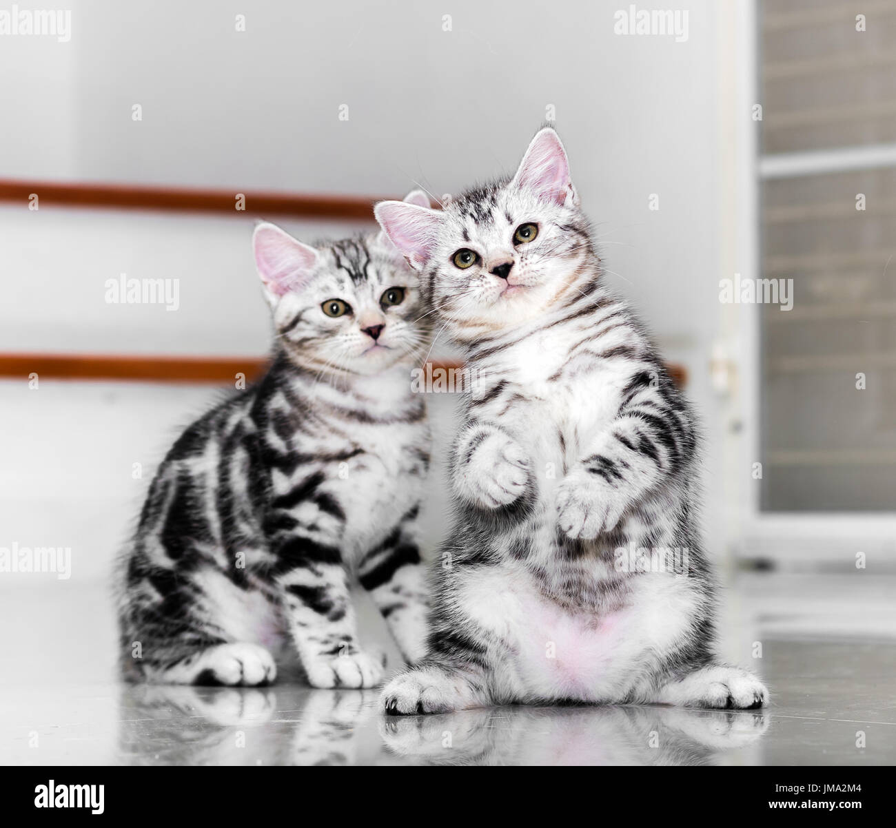 Cute American shorthair kitten were discussion. Focused on standing cat ...