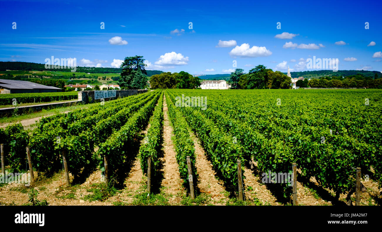 Chateau de Meursault Vineyard near Beaune, Burgundy, France in summer ...