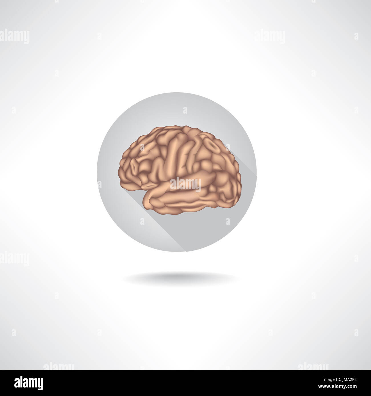 Brain anatomy drawing vintage hi-res stock photography and images - Alamy