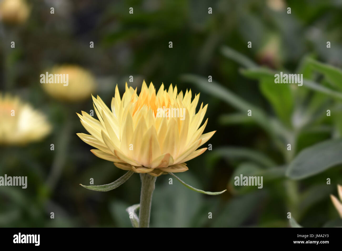 Wallpaper of yellow flower hi-res stock photography and images - Alamy