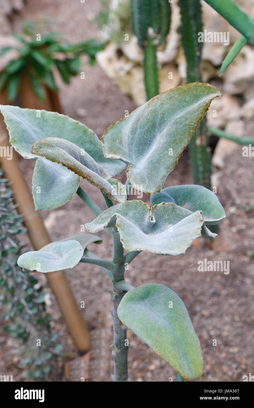 Felt Bush High Resolution Stock Photography and Images - Alamy