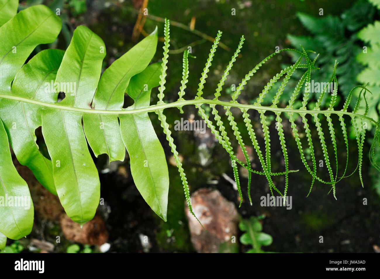 Aglaomorpha Stock Photos & Aglaomorpha Stock Images - Alamy