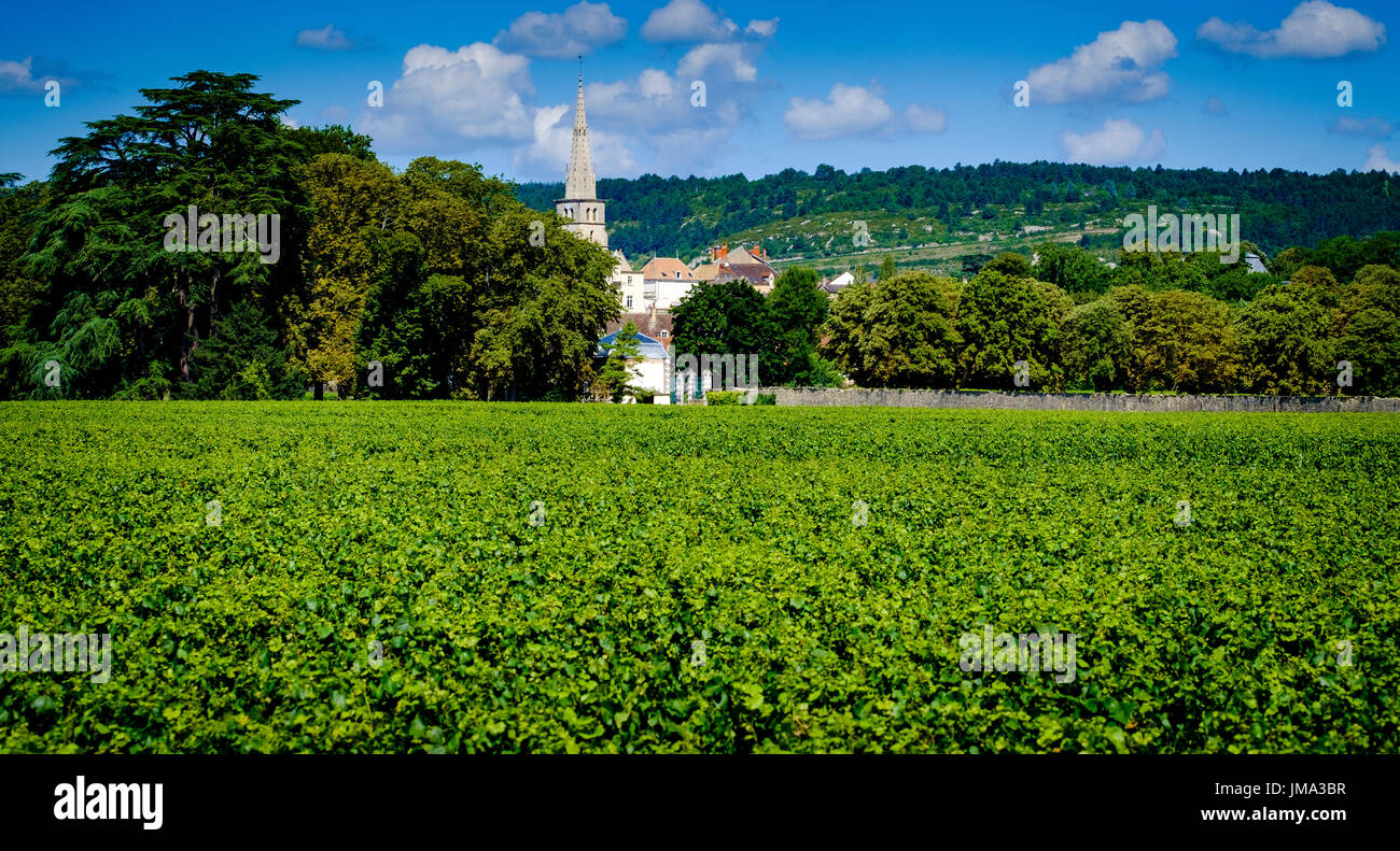 Chateau de Meursault Vineyard near Beaune, Burgundy, France in summer ...