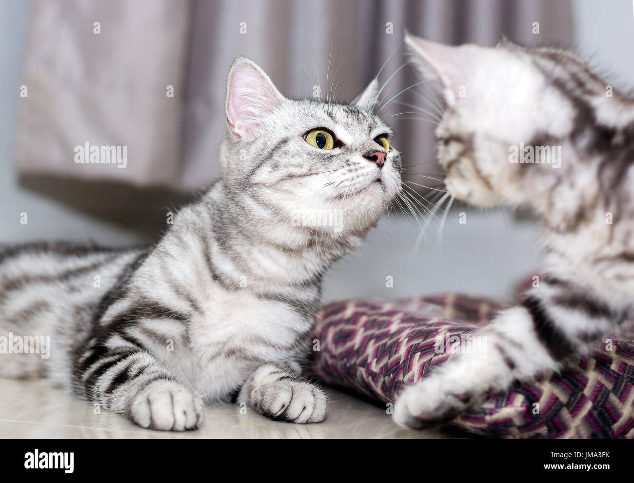 American shorthair cat looking for discussion with its friends Stock ...
