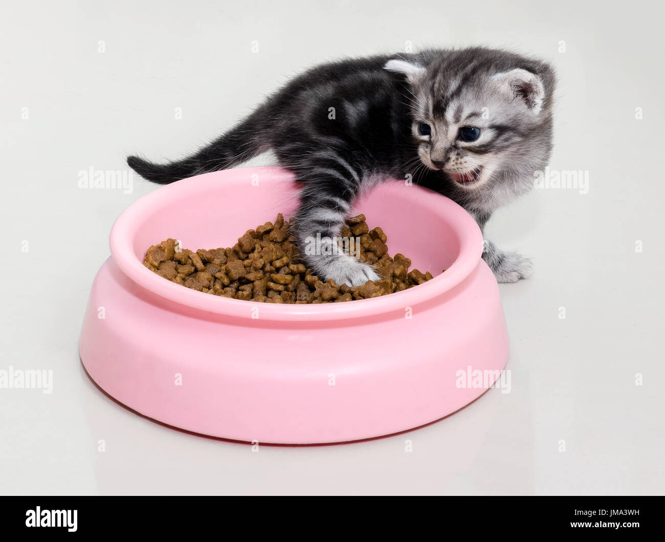 American shorthair kitten stepping on cat food. Isolate on grey ...