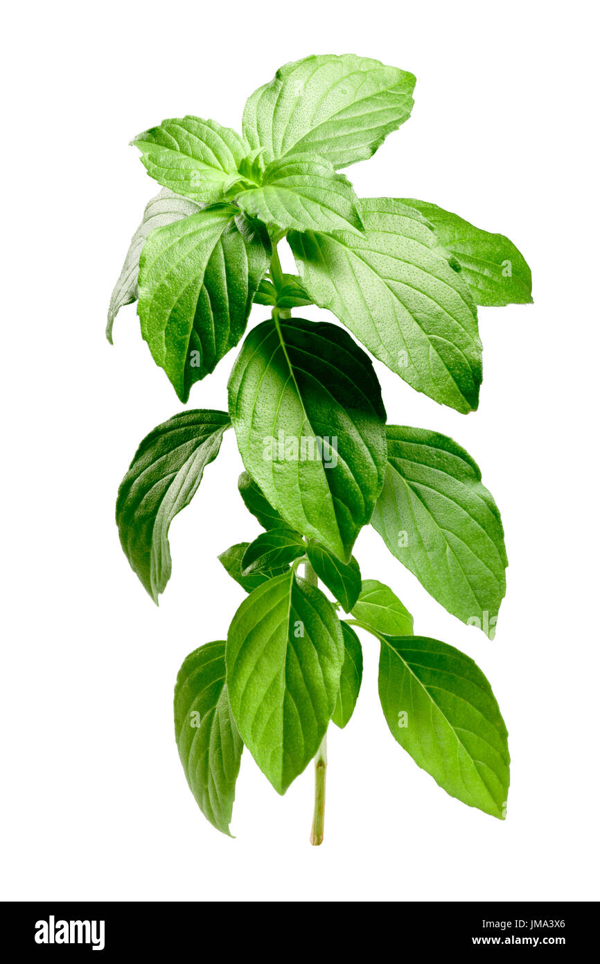 Lemon scented Basil (Ocimum basilicum), erect stem with leaves ...
