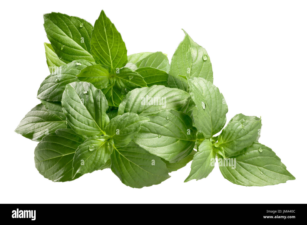 Lemon scented Basil (Ocimum basilicum), whole stems with leaves ...