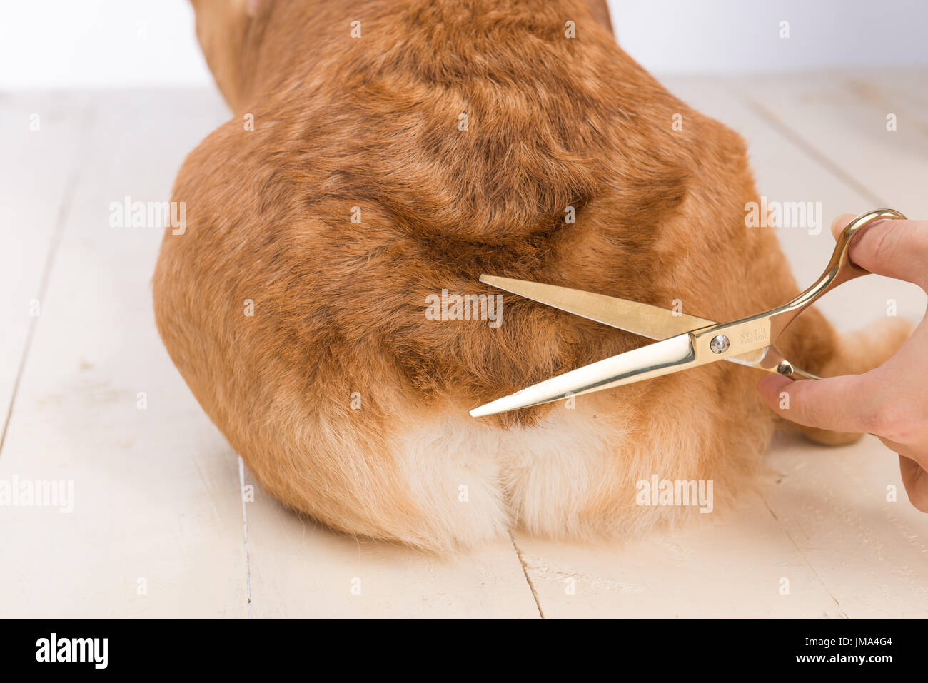 Grooming service. Close up of dog getting his hair cut at the groomer ...