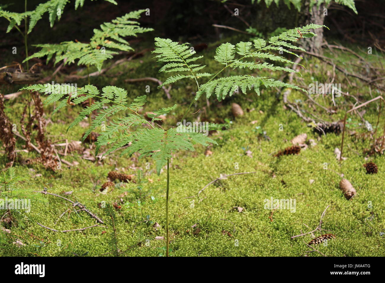Woods fern hi-res stock photography and images - Alamy