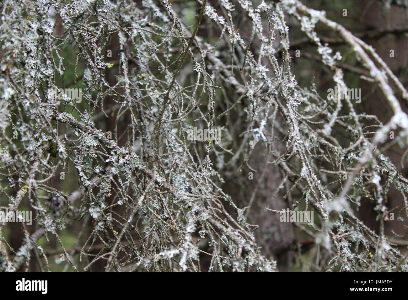 Lichen on a tree branch Stock Photo - Alamy