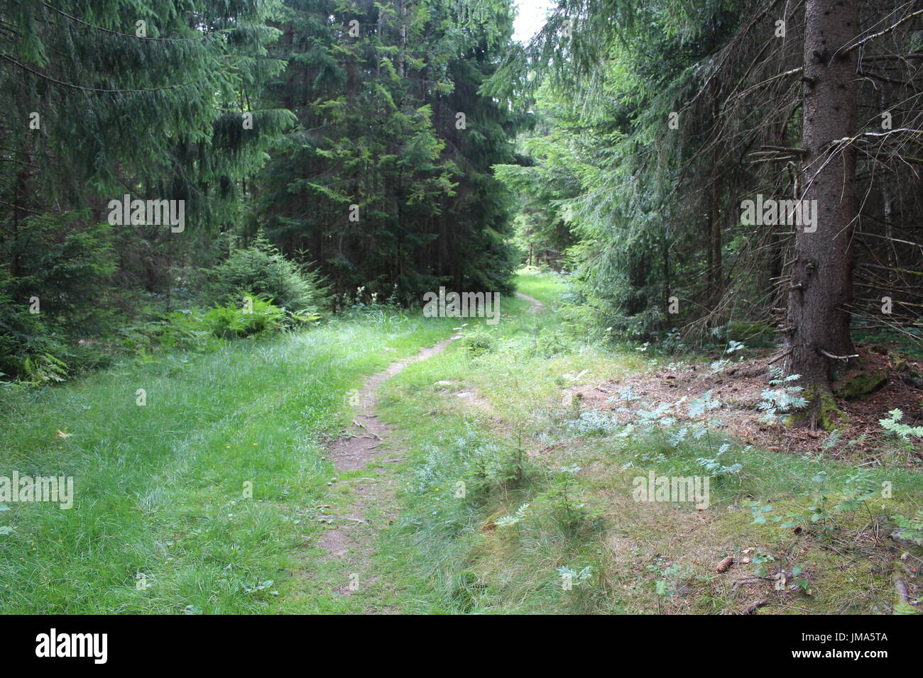 Tractor road deep in the Scandinavian forest Stock Photo - Alamy