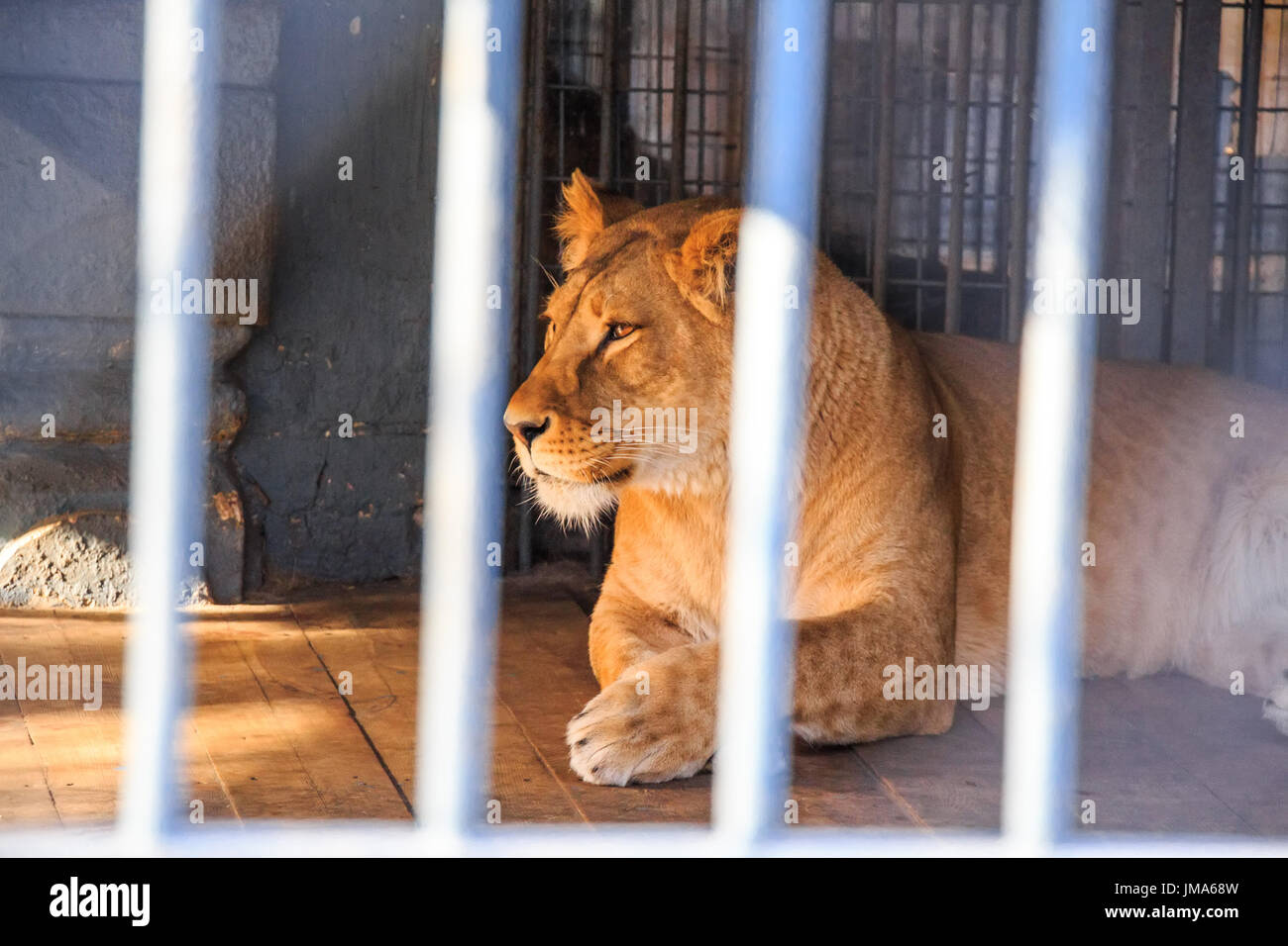 Close up beautiful calm lioness in captivity behind bars Stock Photo ...