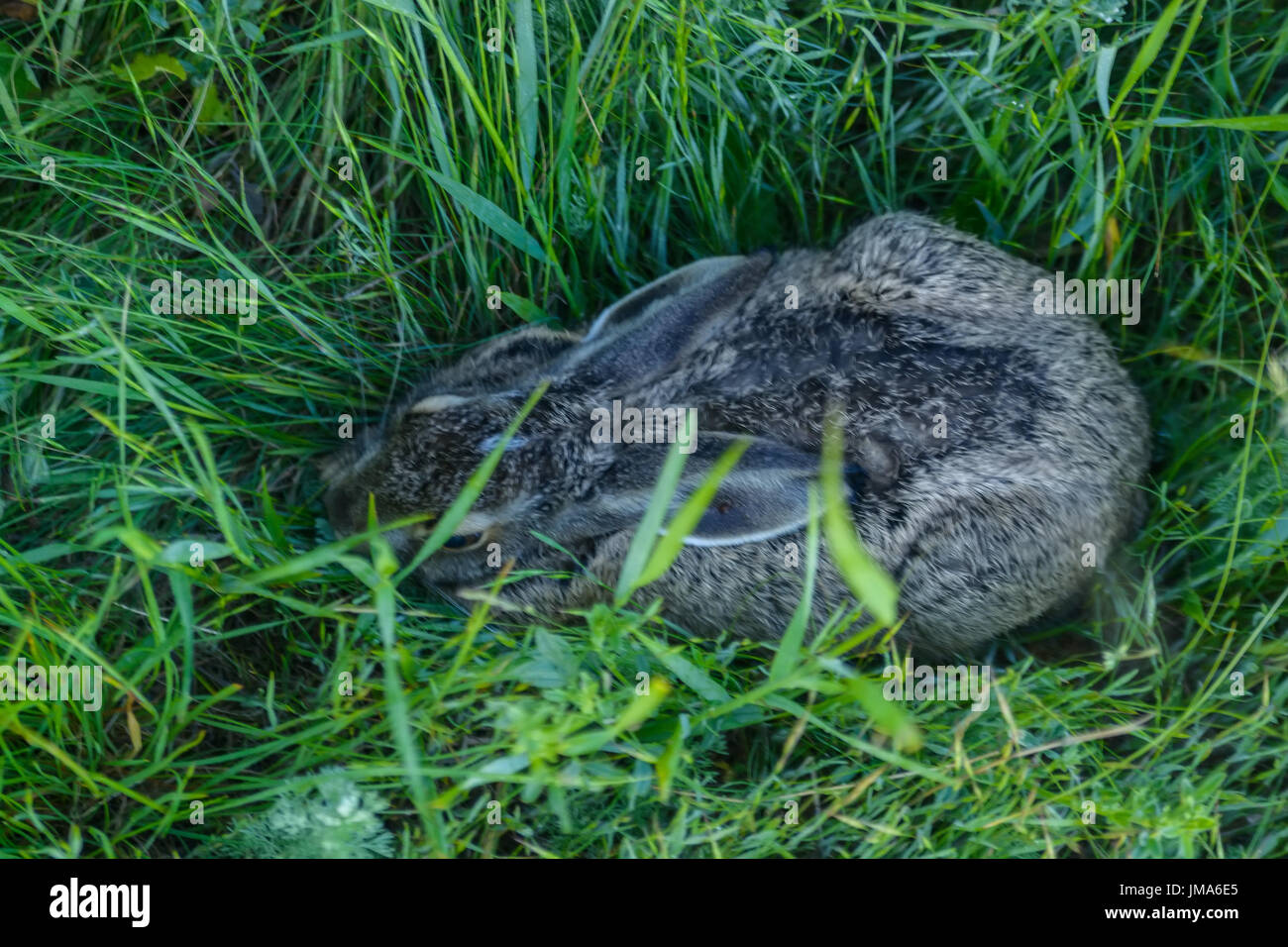 Bunny sunbathing hi-res stock photography and images - Alamy