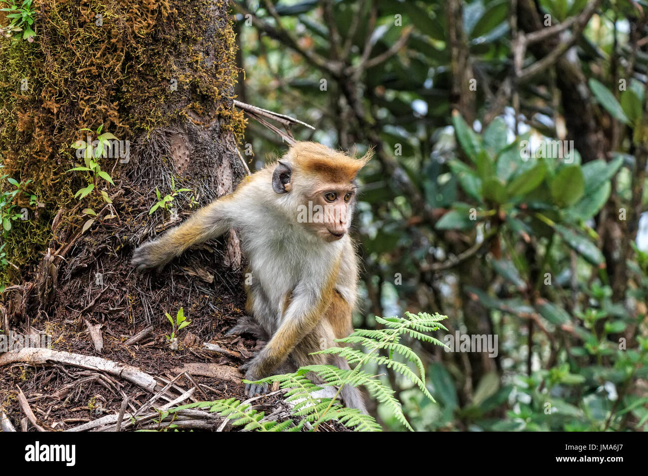 Photograph of Sri-Lankan toque macaque or Macaca sinica Stock Photo - Alamy