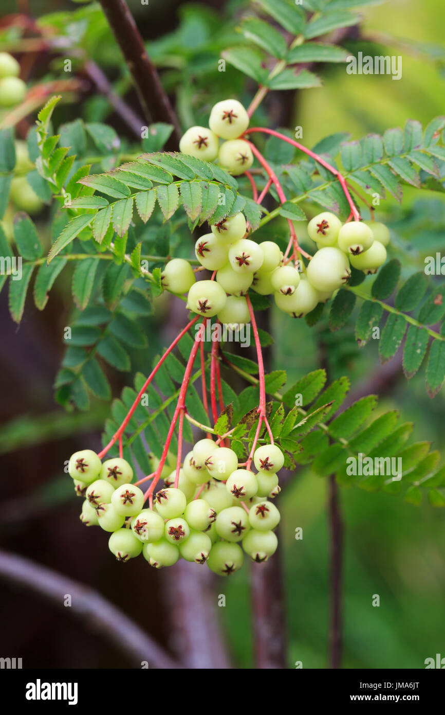 White-berried Mountain Ash, or Rowan, Sorbus forrestii, berries, July ...