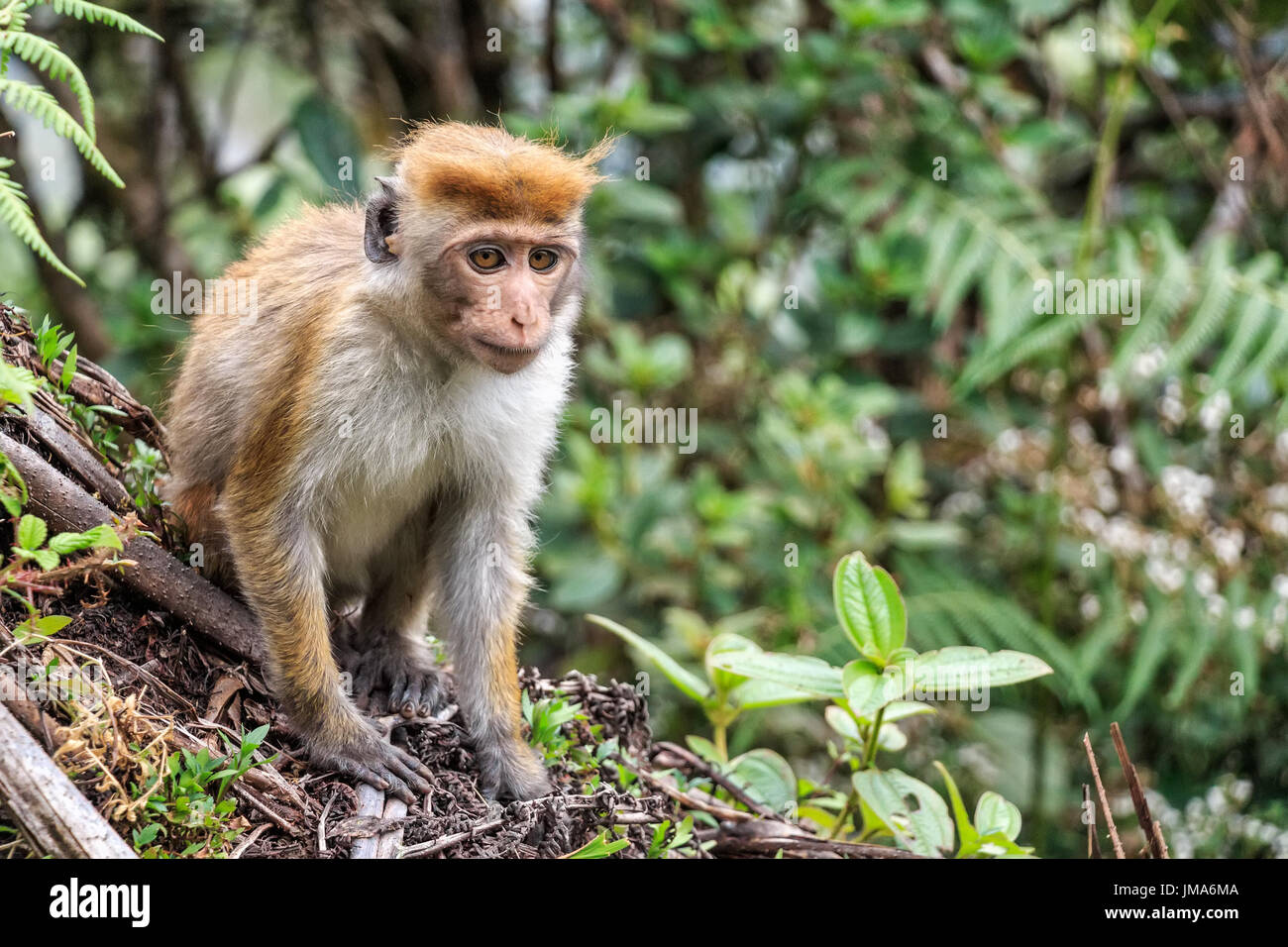 Photograph of Sri-Lankan toque macaque or Macaca sinica Stock Photo - Alamy