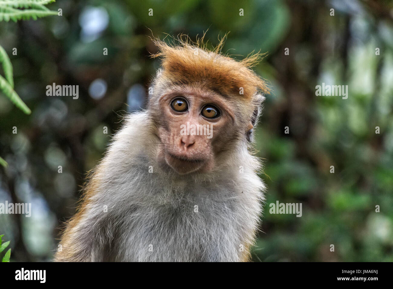 Close-up of Sri-Lankan toque macaque or Macaca sinica Stock Photo - Alamy
