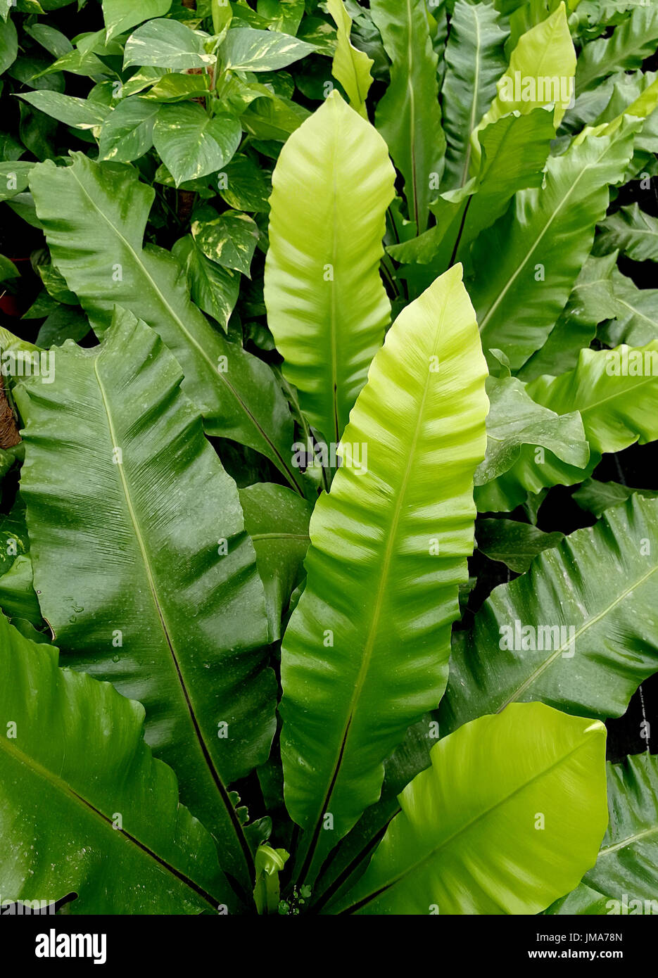 Beautiful nature of green leaves Stock Photo - Alamy
