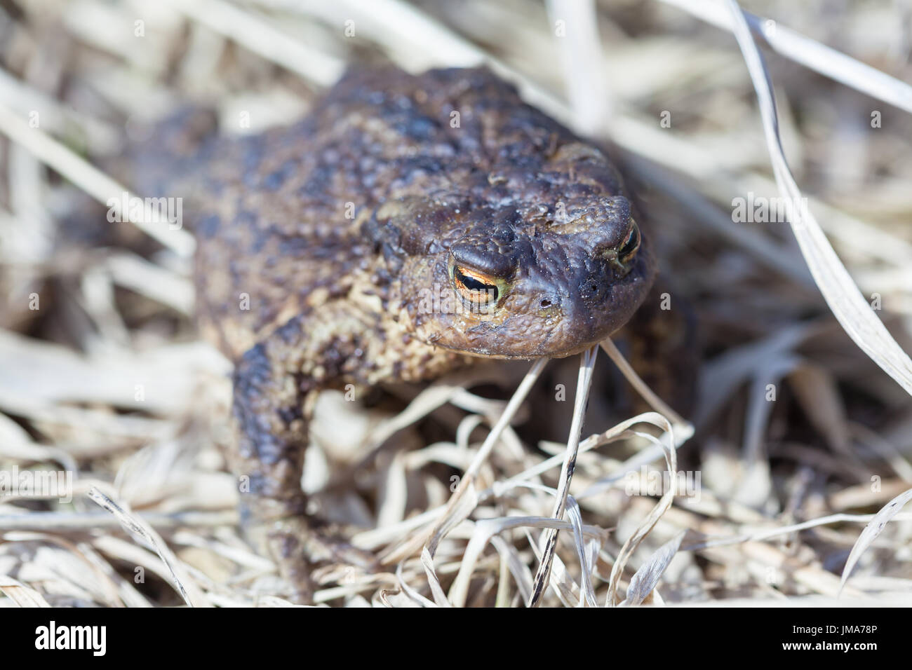 Common toad on dry grass Stock Photo - Alamy