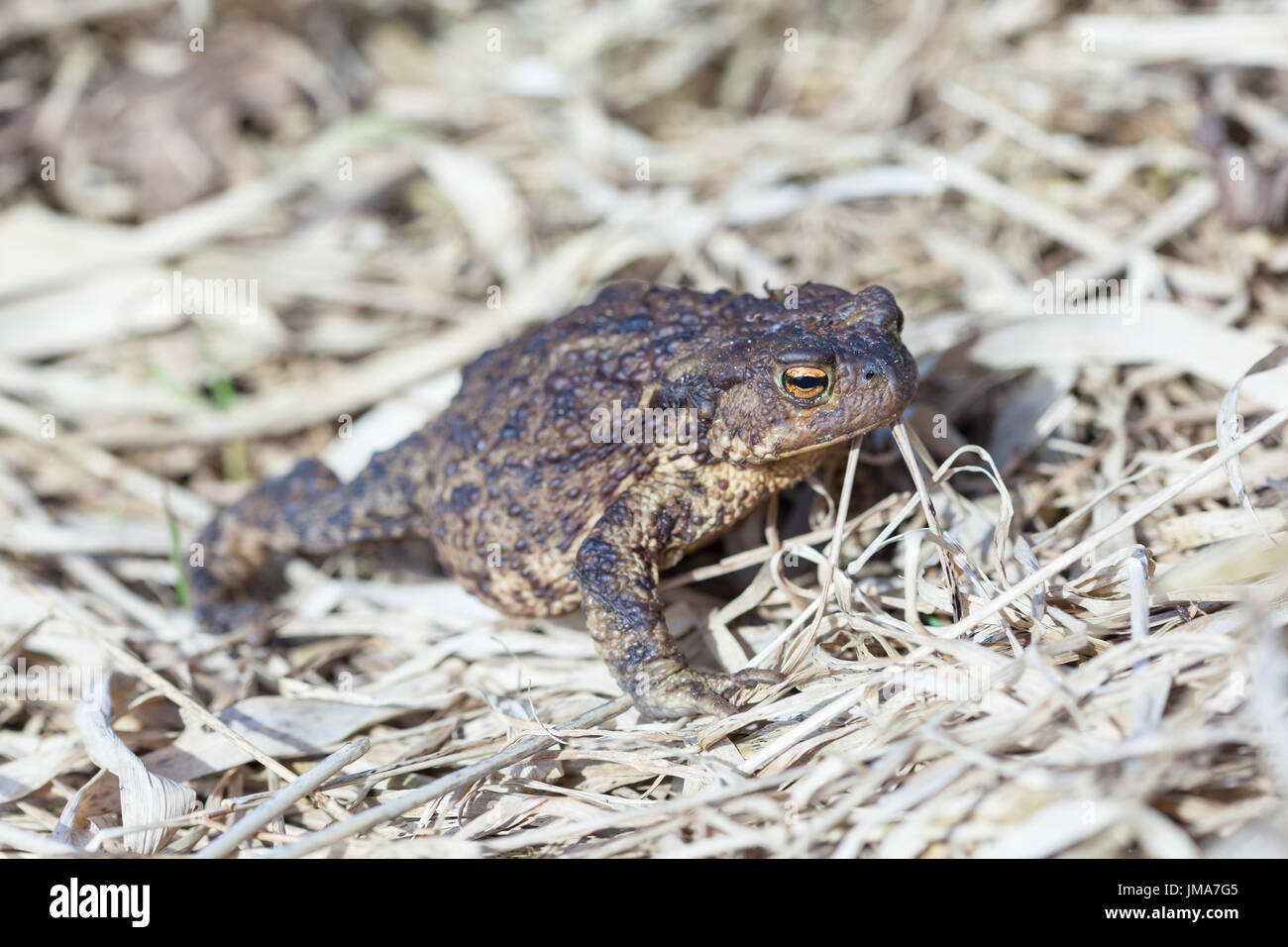 Common toad on dry grass Stock Photo - Alamy