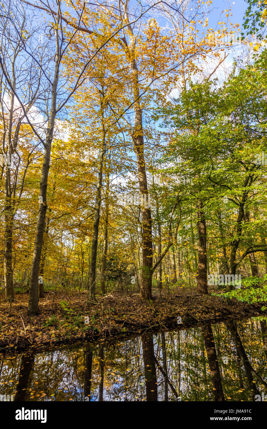autumn forest in full beauty Stock Photo - Alamy