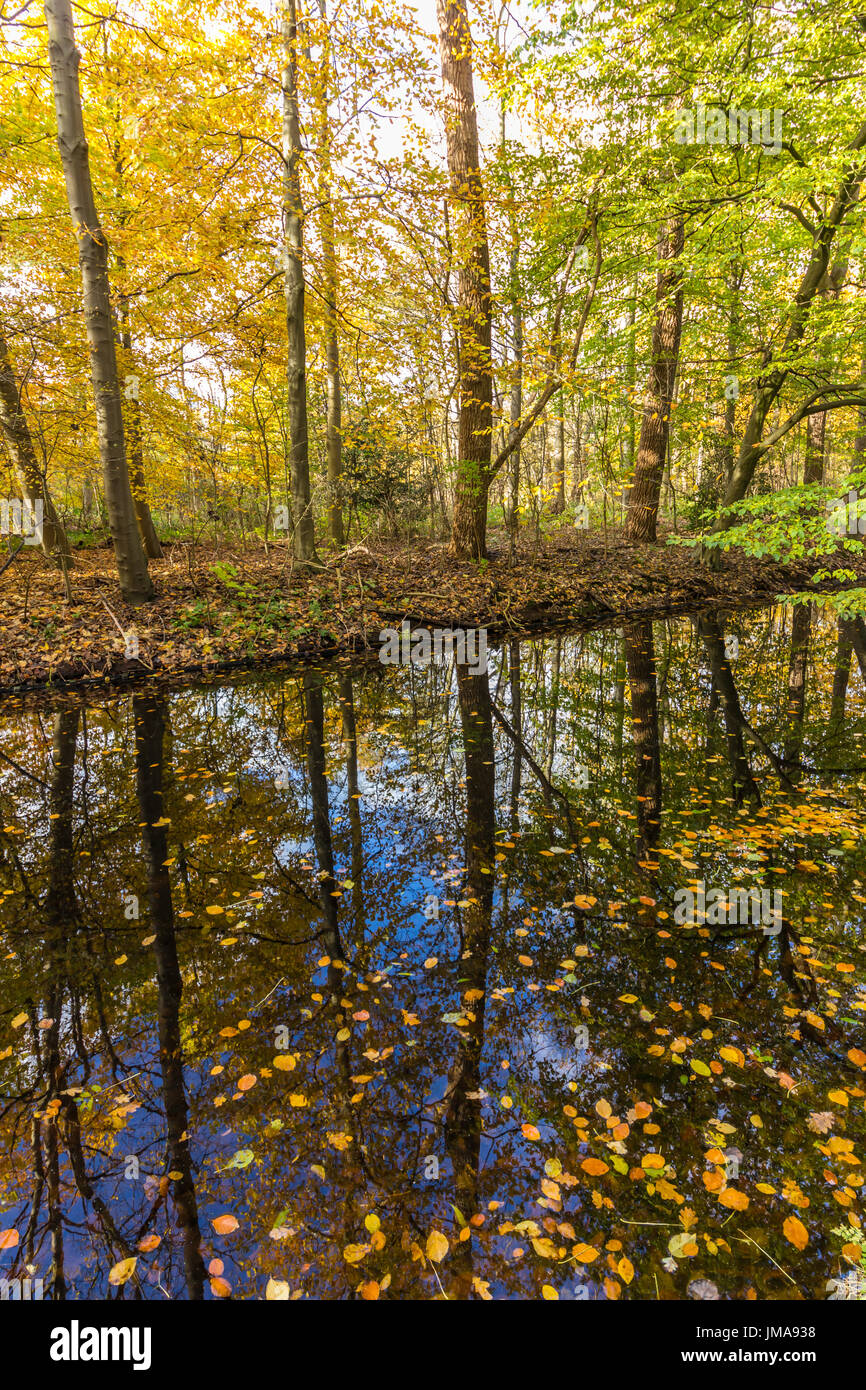 autumn forest by shore of lake Stock Photo - Alamy