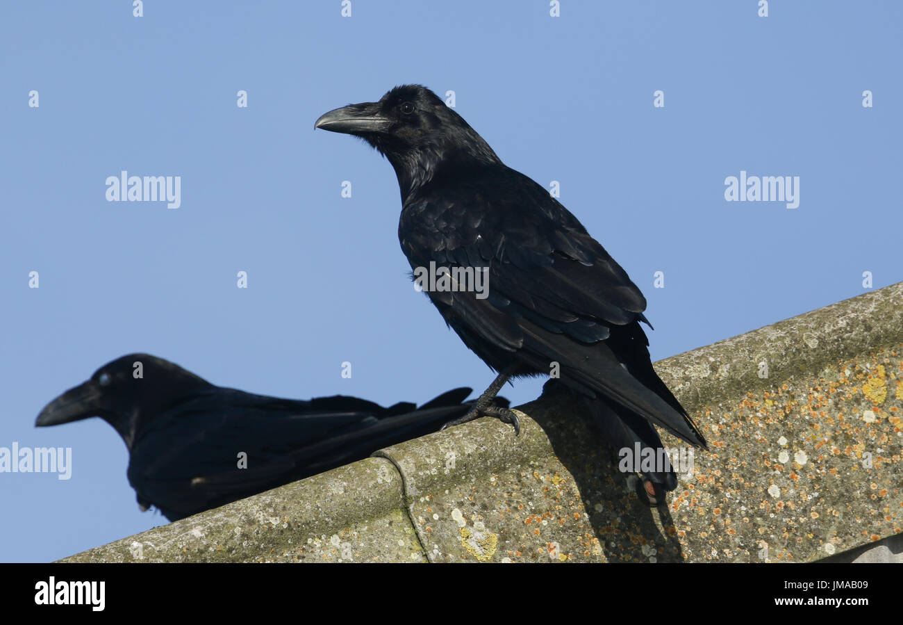 Raven Orkney High Resolution Stock Photography and Images - Alamy