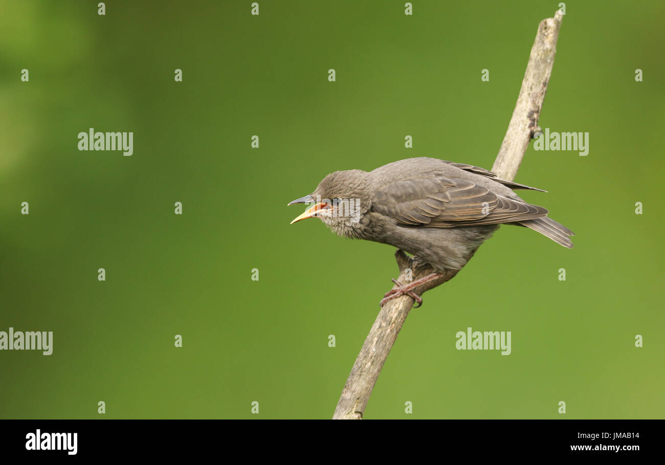 Baby Starling Bird