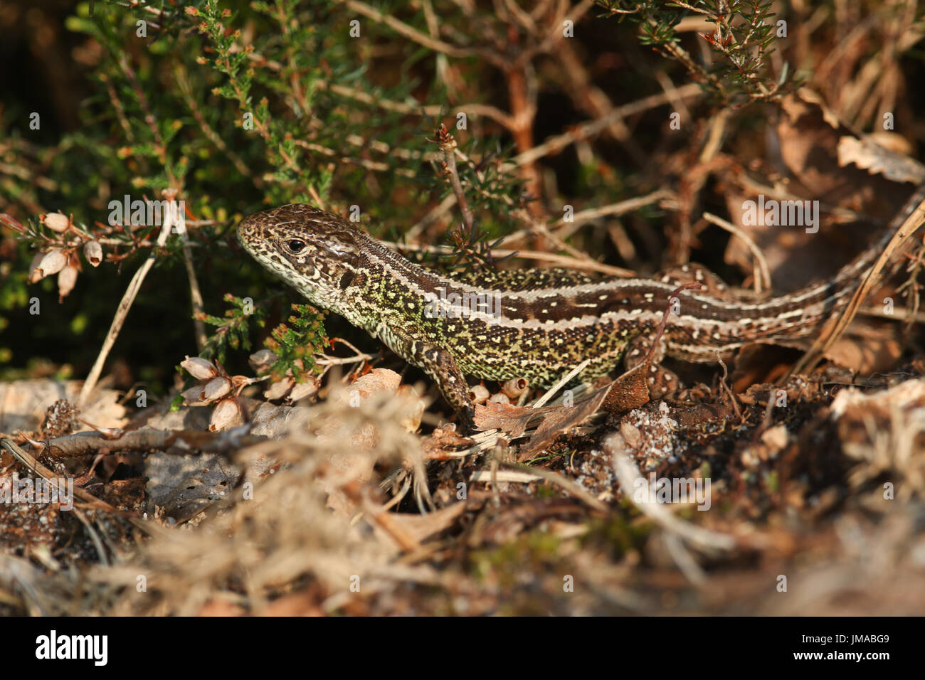 A rare Sand Lizard (Lacerta agilis) sunning itself in the undergrowth ...